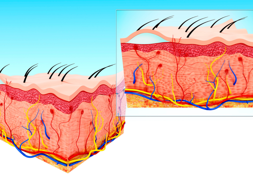 Huidlagen: Welke huidlagen zijn er en wat is hun functie?